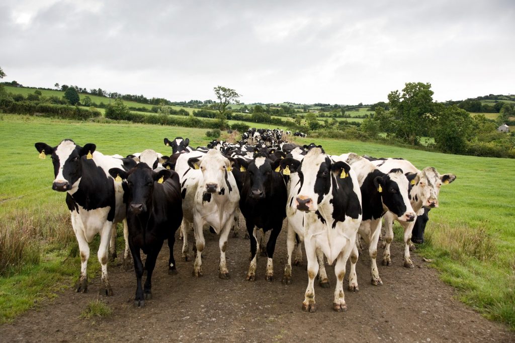Irish cattle heading to Libya to bolster beef market