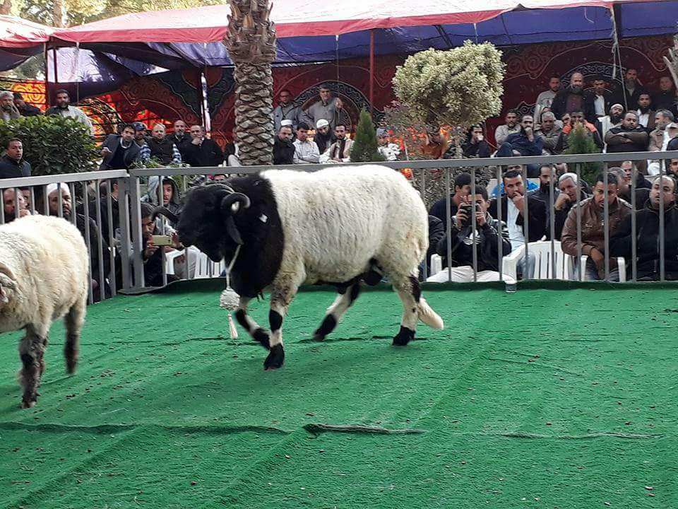 First sheep and goat competition in Tajoura