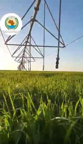 Southern Libyan agribusiness using pivot irrigation to grow 150 ...